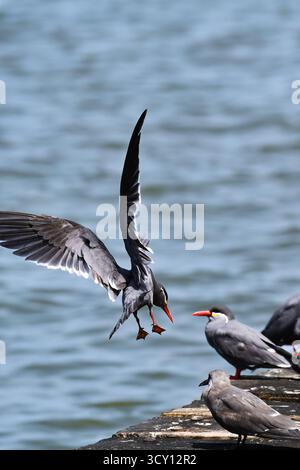 Inca Tern, Larosterna inca, near the water. Bird near the water Stock ...