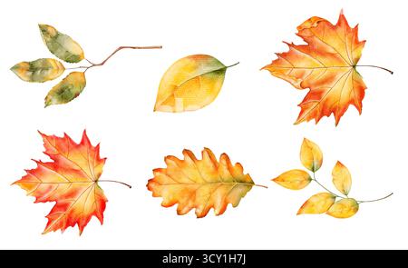 Composition red rowan and wild mushroom on wood Stock Photo - Alamy