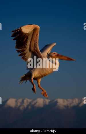 A pelican comes in to land in the lake in St James's Park in London ...