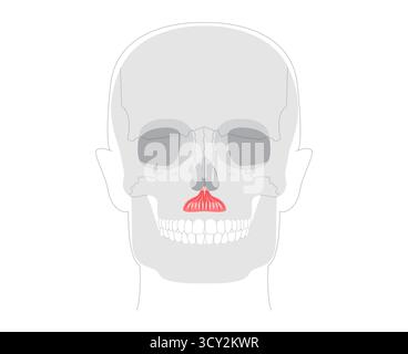 Procerus - Nasal muscle shown in anatomy diagram, responsible for ...