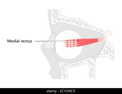 Eye Cross Section Labeled Diagram Stock Vector Image & Art - Alamy