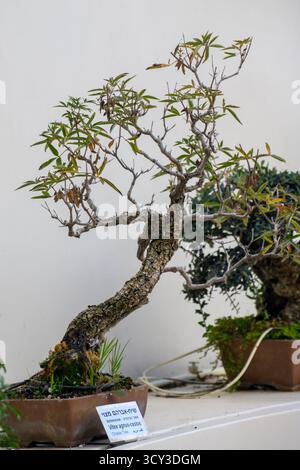 Bonsai. Japanese art of growing trees Stock Photo - Alamy