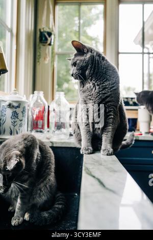Cute grey domestic cat relaxing on autumn yellow leaves in a sunny day ...