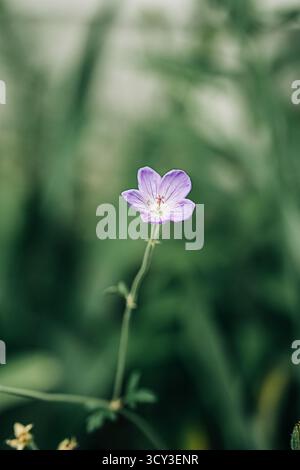 Vertical macro of vibrant purple geranium flowers on tall stalks, with ...