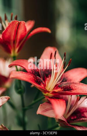 pink lily flower with delicate petals in garden Stock Photo - Alamy