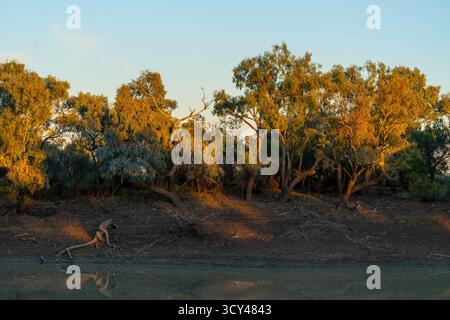 Mulga woodlands and Coolabah trees lining Thomson River, Lochern ...