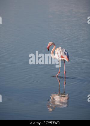 Colorful bird flamingo. Blue water background. Bird: Greater Flamingo ...