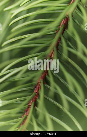 A vertical close-up shot of conifer tree branches Stock Photo - Alamy