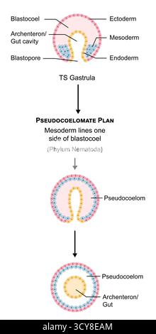 Illustration of the development of a pseudocoelomate gastrula, showing ...