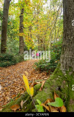 Footpath in Puddletown Forest, Dorset, UK Stock Photo - Alamy