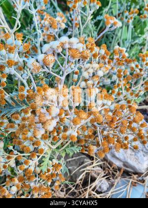 beautiful botanical shot, natural wallpaper Stock Photo - Alamy
