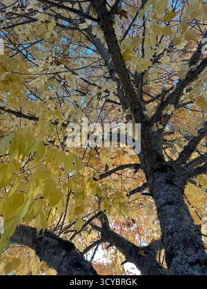 Oregon Ash (Fraxinus latifolia Stock Photo - Alamy
