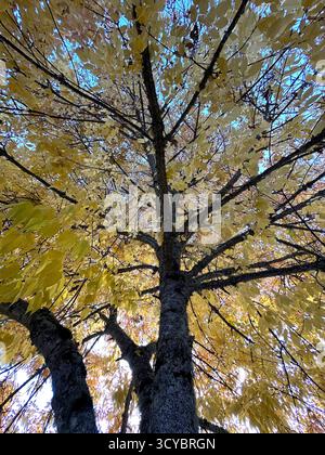 Oregon Ash (Fraxinus latifolia Stock Photo - Alamy