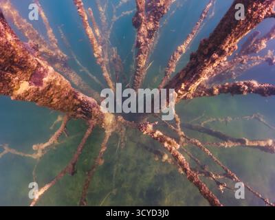 Underwater view of Rummu quarry in Estonia with clear turquoise water ...
