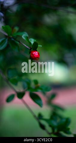 A single red berry on a branch with leaves covered in snow Stock Photo ...