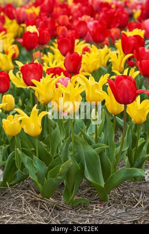 Field of Mixed Colors Tulips in Bloom Background Stock Photo - Alamy