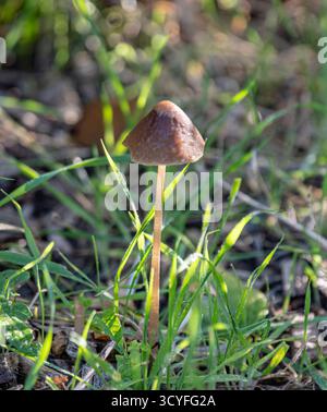 Macro dew on grass in morning mist Stock Photo - Alamy