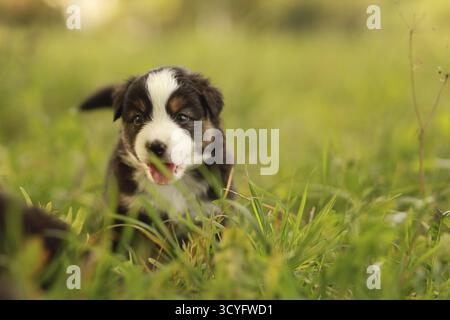 Little puppy running through a green meadow Stock Photo - Alamy
