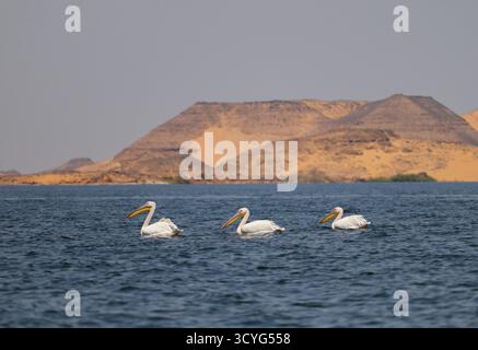 Birds on Lake Nasser, Nubia, Egypt Stock Photo - Alamy
