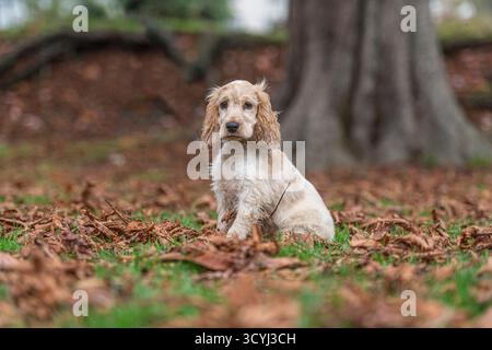 English Cocker Spaniel in autumn Stock Photo - Alamy