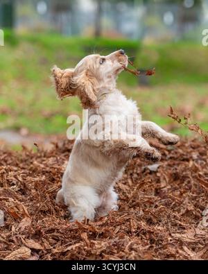 Playful Cocker Spaniel dog jumping and catching toy isolated over white ...