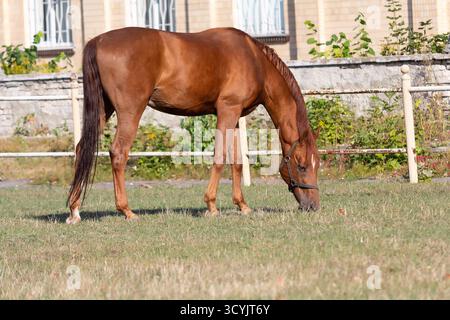 Graceful and beautiful brown horse walking on the grassy field Stock ...