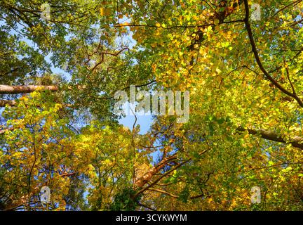 Treplin, Germany. 19th Oct, 2025. Autumn atmosphere at a forest lake ...