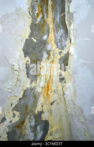 Old damp wall with peeling paint texture Stock Photo - Alamy