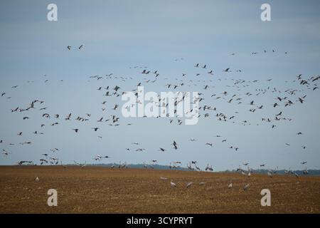 Large groups of common cranes catched on fields when feeding Stock ...