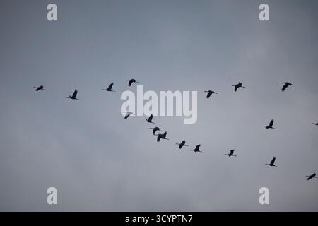 Large groups of common cranes flying to night location in Hungary ...