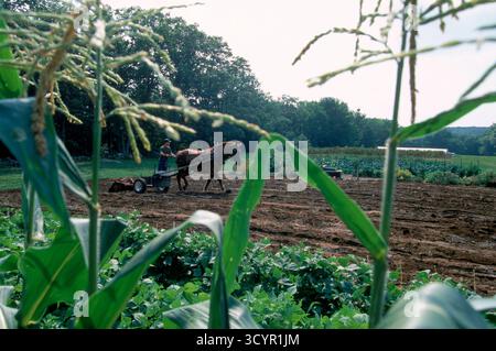 Salt marsh farm horse spreading manure Stock Photo - Alamy