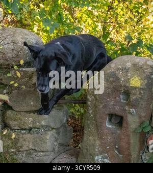 Training in jumping over the stone wall at Östra Kaserngården Stock ...