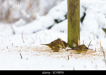 Flock of Yellowhammer in the snow Stock Photo - Alamy