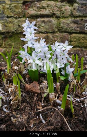 White/Pale Blue Scilla Mischtschenkoana 'Misczenko Squill' (White ...
