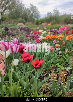 flowerbed with many colorful blossomed flowers to decorate the streets ...