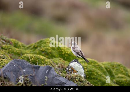 Plain-capped Ground-Tyrant with insect prey in the high páramo of ...