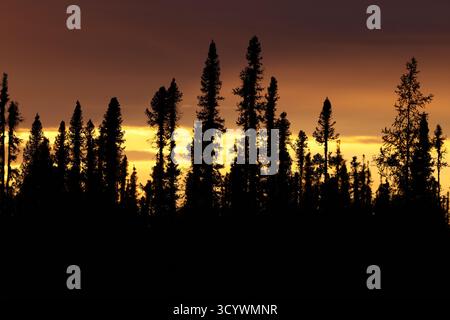 Black spruce trees stand silhouetted against a glowing northern sunset ...