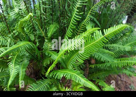 deer fern (Struthiopteris spicant Stock Photo - Alamy