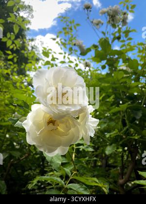White rose in bloom under a direct light with black background seen up ...