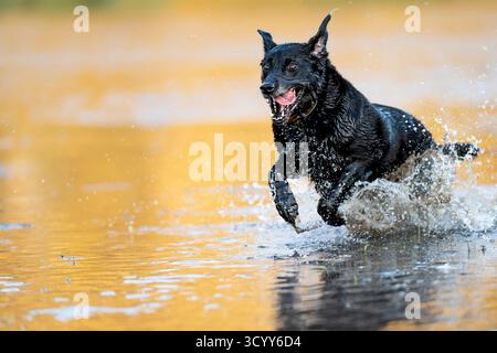 Black Labrador Retriever in shallow water Stock Photo - Alamy