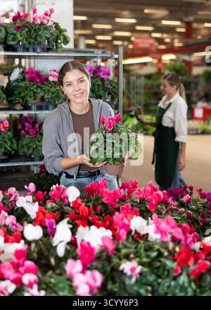 Female shopper selects cyclamen flowers at flower shop Stock Photo - Alamy
