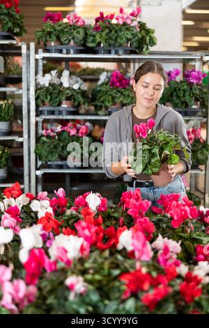 Female shopper selects cyclamen flowers at flower shop Stock Photo - Alamy