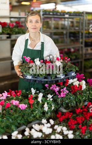 Large supply of cyclamen blossom plants in warehouse flower shop ...