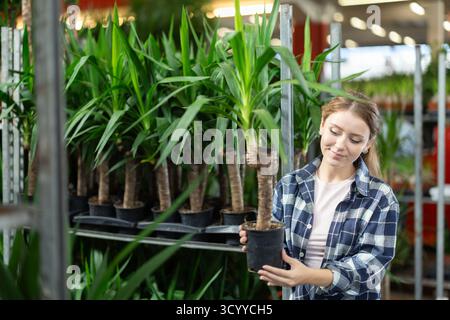 Florist girl moves elephantipes flowers pots in greenhouse Stock Photo ...