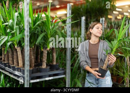 Florist girl moves elephantipes flowers pots in greenhouse Stock Photo ...