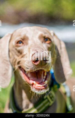 Portrait of an adorable Weimaraner hunting dog on the lawn Stock Photo ...