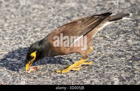 A closeup shot of a common myna bird perched on a branch Stock Photo ...