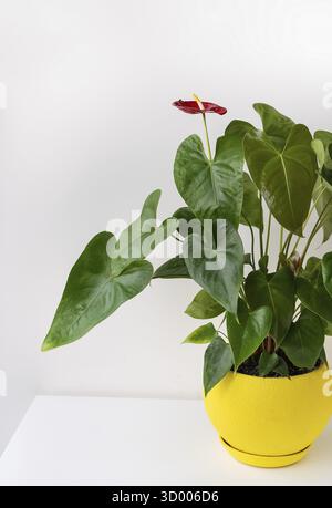 House plant Anthurium in white flowerpot isolated on pink background Stock Photo - Alamy