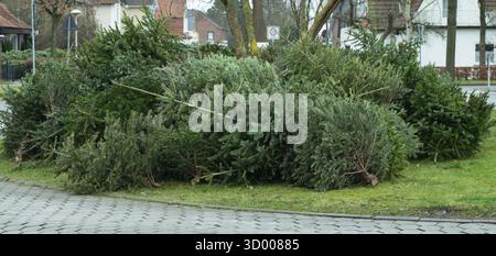 Christmas tree disposal after Christmas tree disposal after Christmas ...