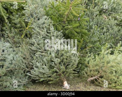 Christmas tree disposal after Christmas tree disposal after Christmas ...